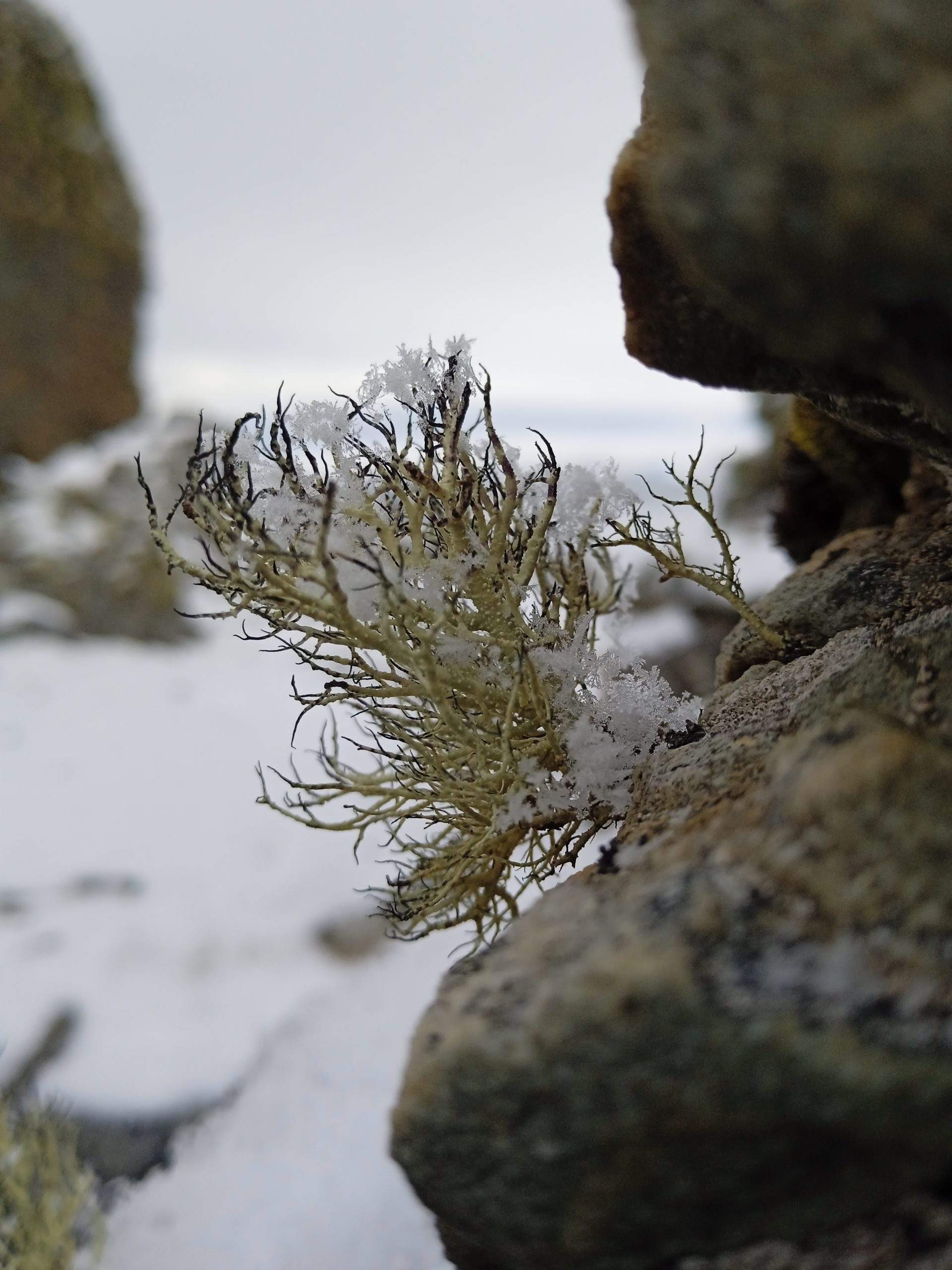 Sobre SIBECOL – SIBECOL